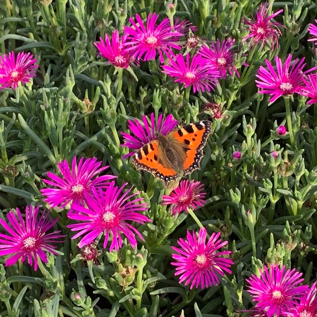 Delosperma cooperi (Mittagsblume) - florafutura - Die Zukunftsgärtnerei