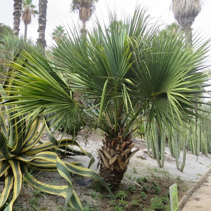 Sabal bermudana (Bermuda-Palmetto) - florafutura - Die Zukunftsgärtnerei