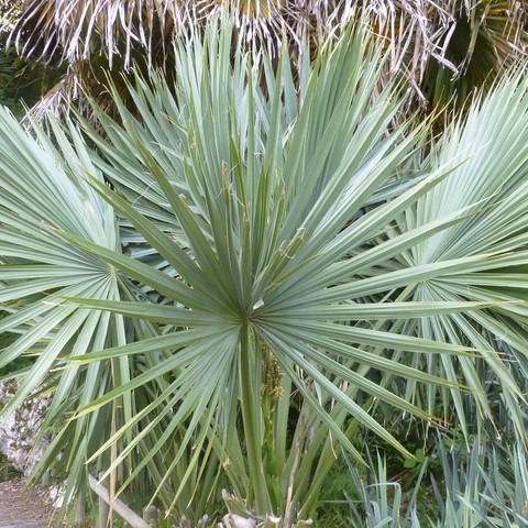 Sabal minor 'Cape Hatteras Giant' (Zwergpalmetto) - florafutura - Die ...