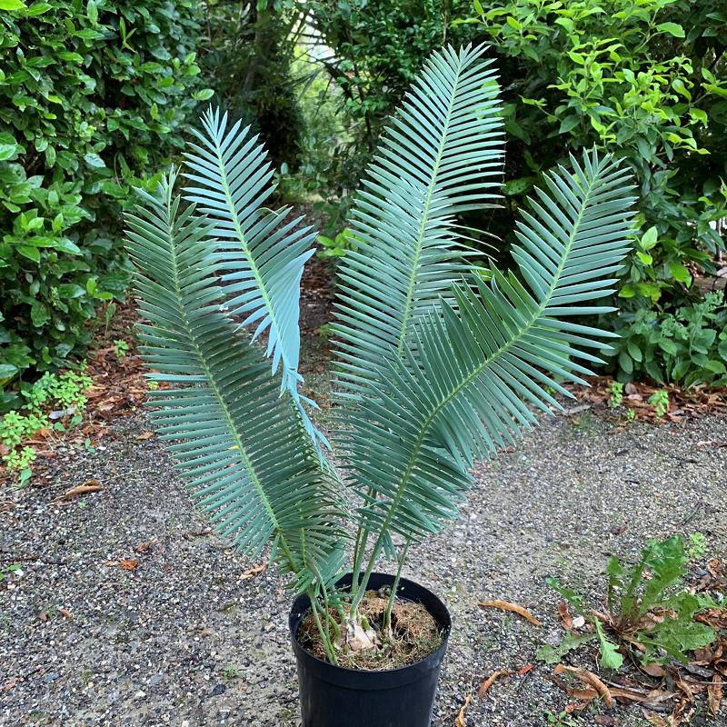 Dioon edule (Mexikanischer Doppelpalmfarn) - florafutura - Die ...
