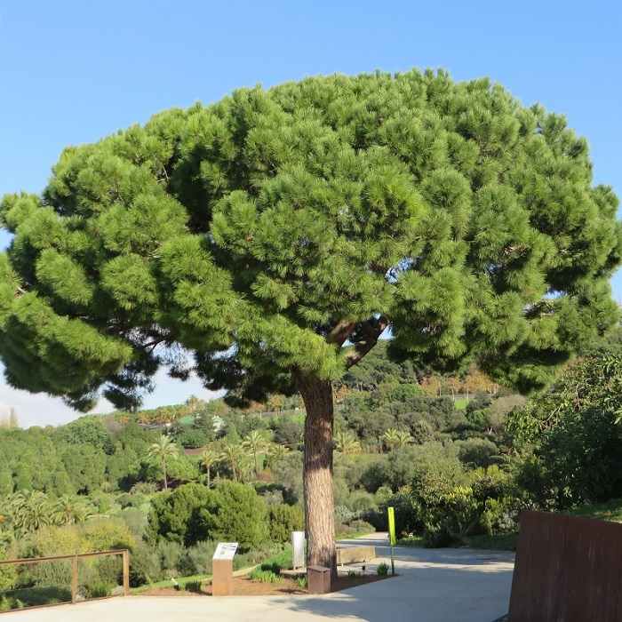 Pinus pinea (Mittelmeerpinie) - florafutura - Die Zukunftsgärtnerei