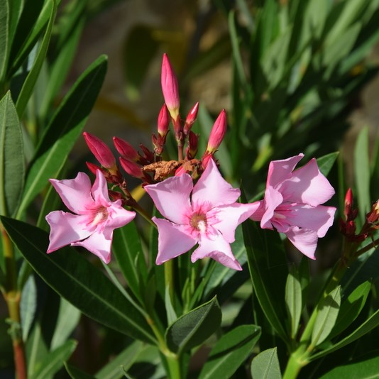 Nerium oleander 'Villa Romaine' (Oleander) - florafutura - Die ...