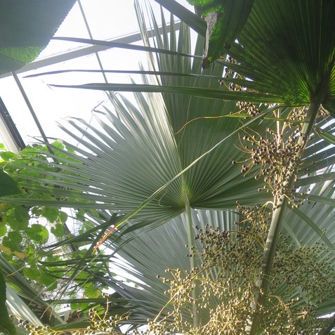 Sabal blackburniana (Schirmblättrige Sabalpalme) - florafutura - Die ...