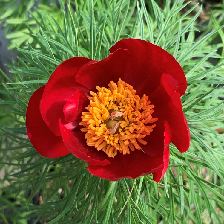 Paeonia tenuifolia (Schmalblättrige Pfingstrose) - florafutura - Die ...