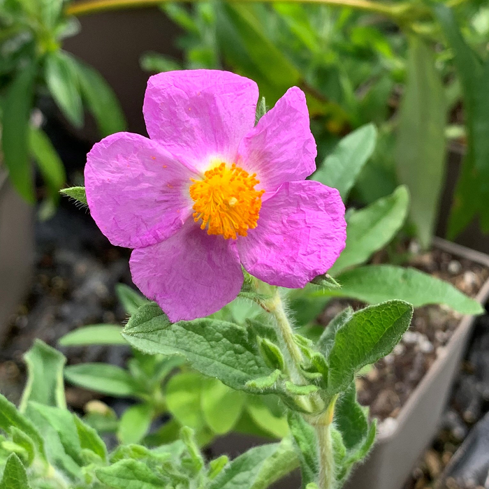 Cistus heterophyllus (Verschiedenblättrige Zistrose) - florafutura - Die Zukunftsgärtnerei