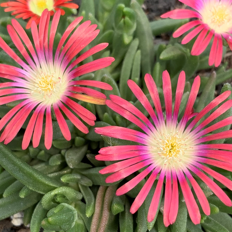 Delosperma dyeri var. laxum (Rote Mittagsblume) - florafutura - Die ...