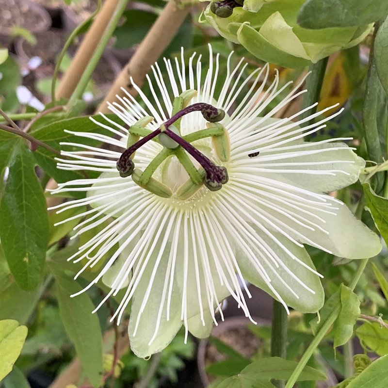 Passiflora 'Snow Queen' (Passionsblume) - florafutura - Die ...