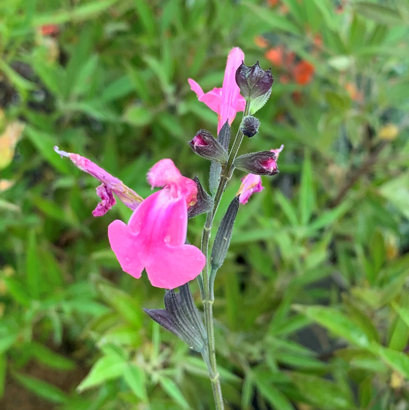 Salvia greggii 'Syringa' (Syringa-Salbei) - florafutura - Die ...