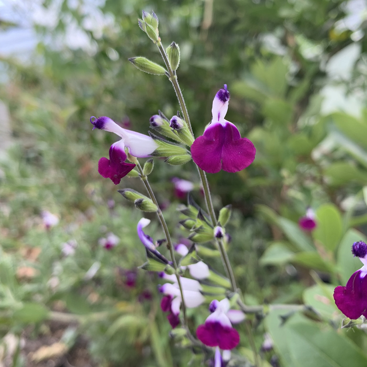 Salvia greggii 'Amethyst Lips' (Salbei) - florafutura - Die ...