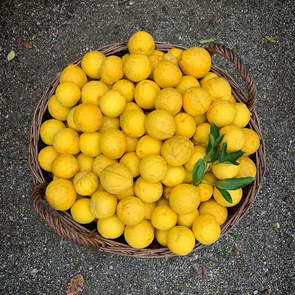 Citrumelo (P. trifoliata x C. paradisi) - florafutura - Die ...