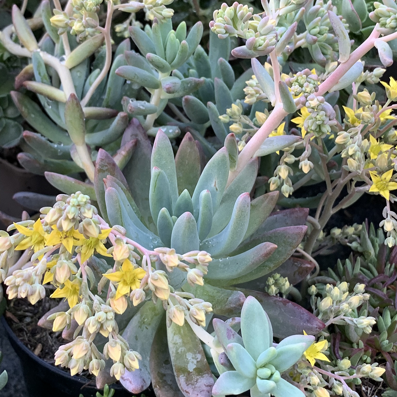 Graptosedum 'Francesco Baldi' - florafutura - Die Zukunftsgärtnerei
