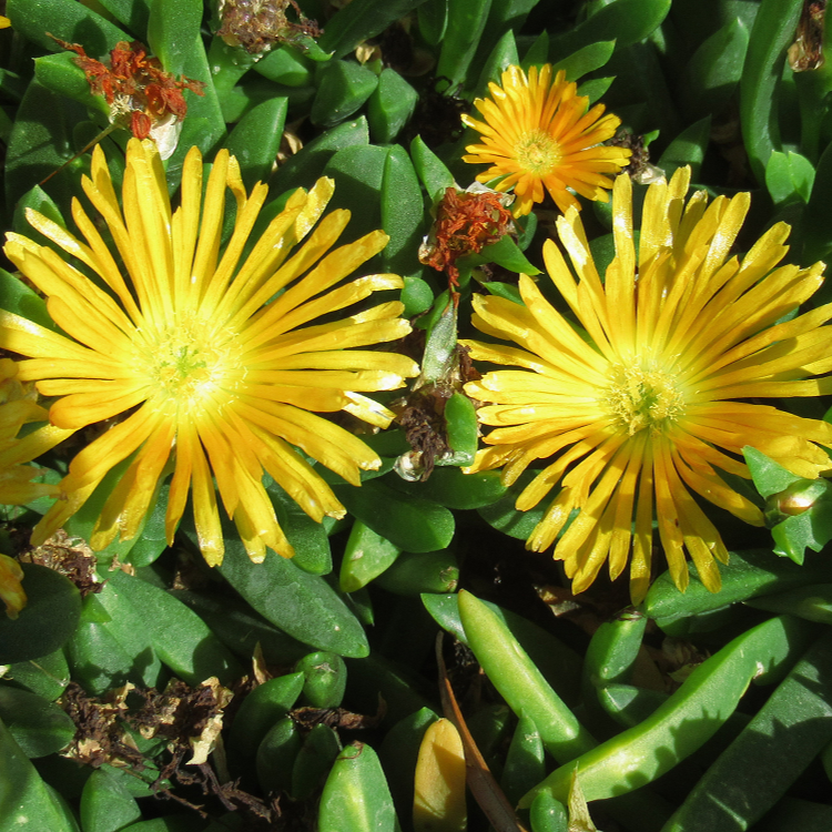Delosperma nubigenum 'Common Form' (Gelbe Mittagsblume) - florafutura ...