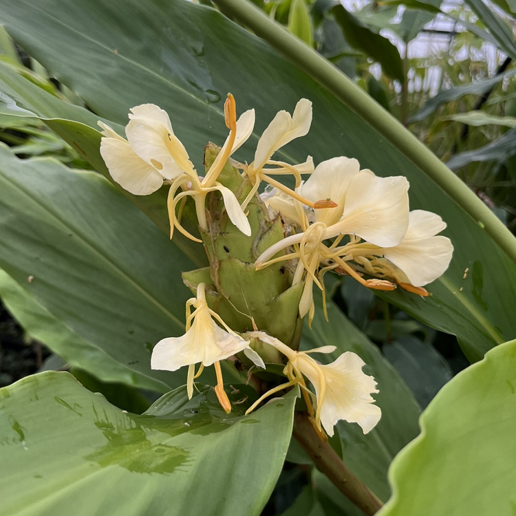 Hedychium maximum BSWJ8261a (Zieringwer) - florafutura - Die ...