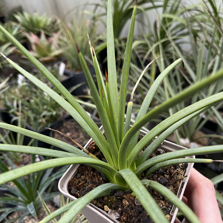 Agave striata subsp. striata - florafutura - Die Zukunftsgärtnerei