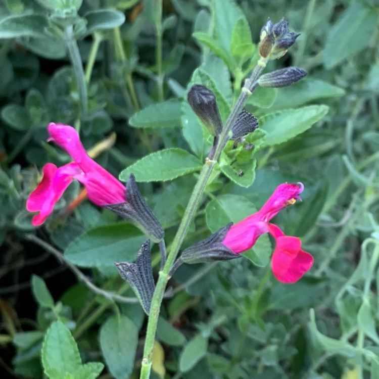 Salvia greggii 'Pink Blush' (Salbei) - florafutura - Die Zukunftsgärtnerei