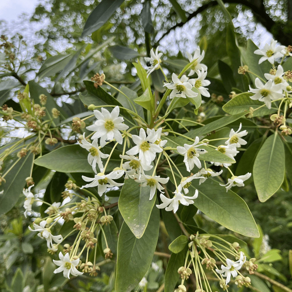 Drimys winteri (Winterzimt) - florafutura - Die Zukunftsgärtnerei